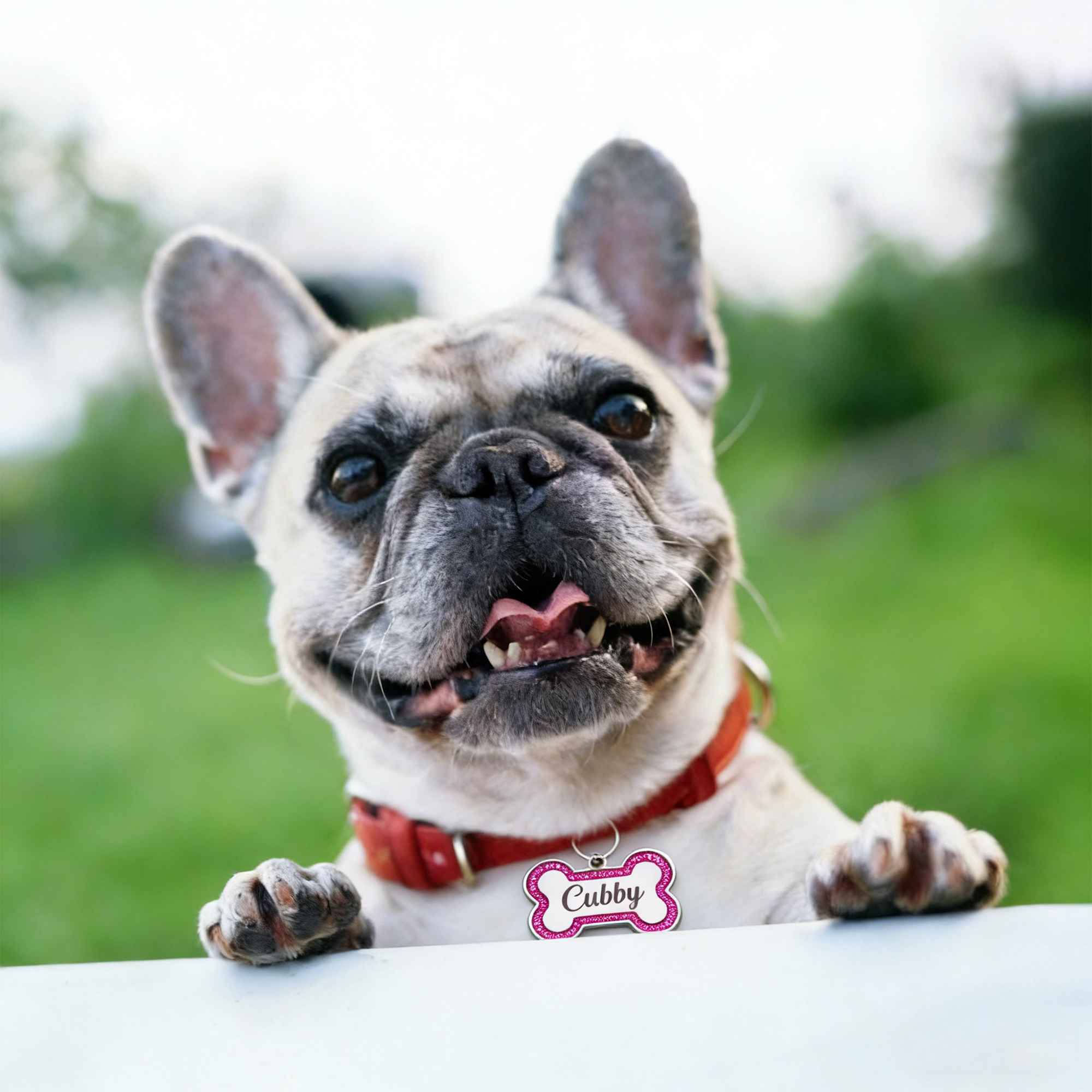 Personalized Glitter Bone Dog ID Tag with Name and Text Pet Birthday ...