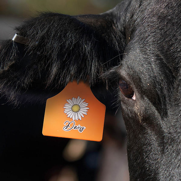 Personalized Custom AllFlex Sheep Ear Tags Livestock Tags - CALLIE